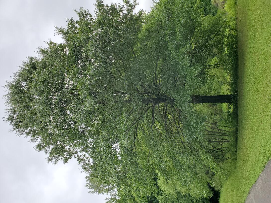 Pin Oak | CMP Tree Selection Tool